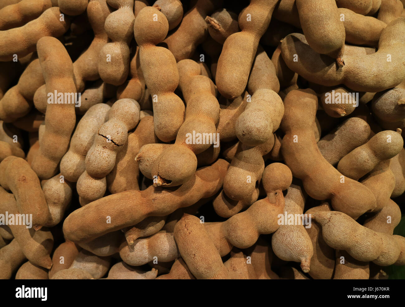 Pile of ripe Tamarind fruits, tasty tropical fruits of Thailand Stock ...