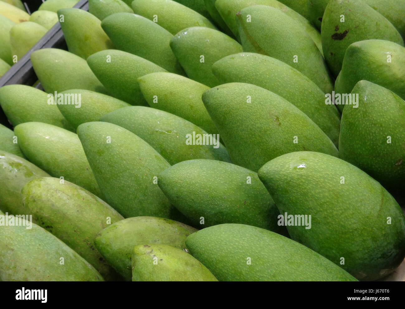 Pile of Green Color Young Mangoes Lined up in the Basket, Background ...