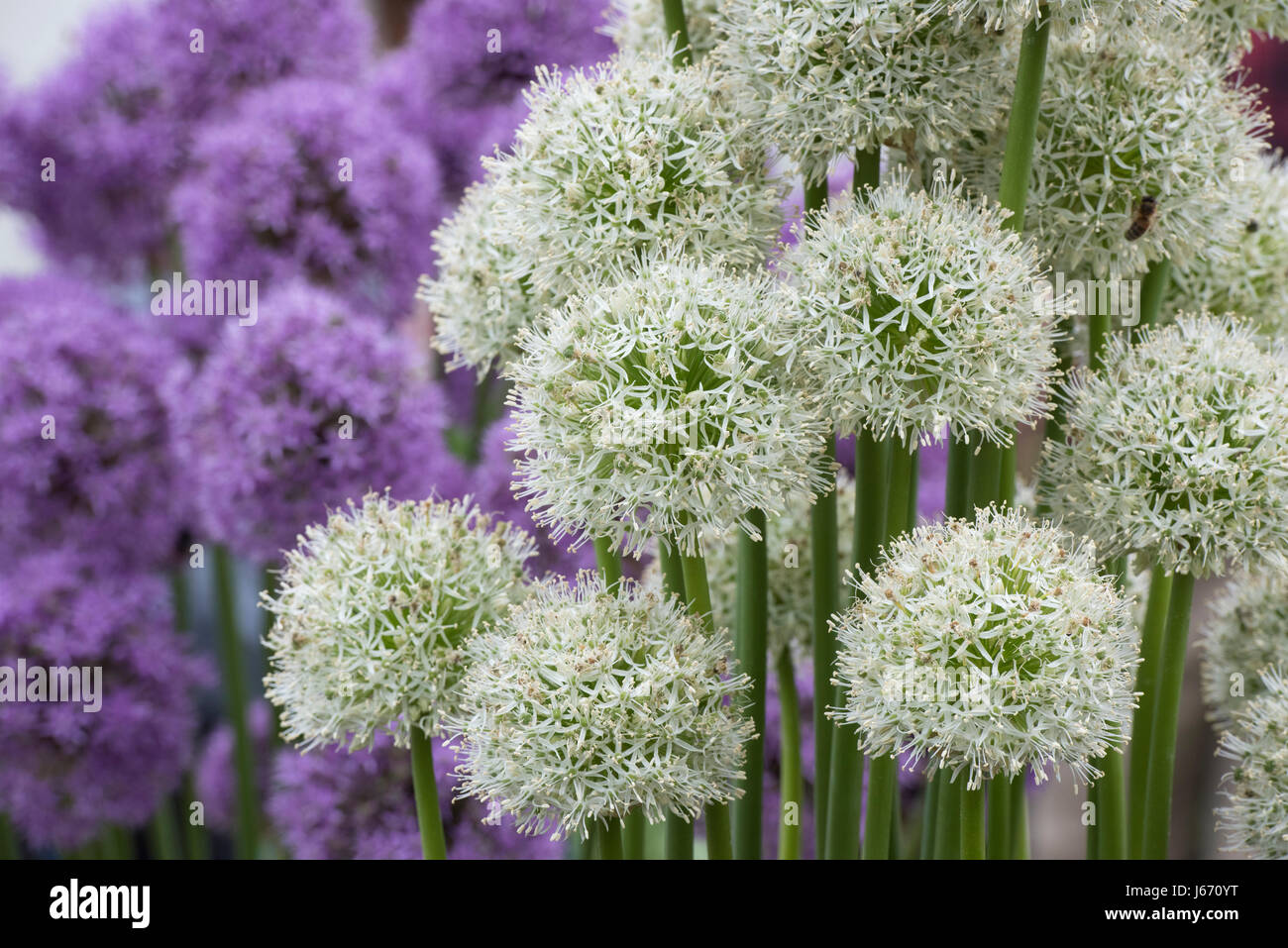Allium mount everest hi-res stock photography and images - Alamy