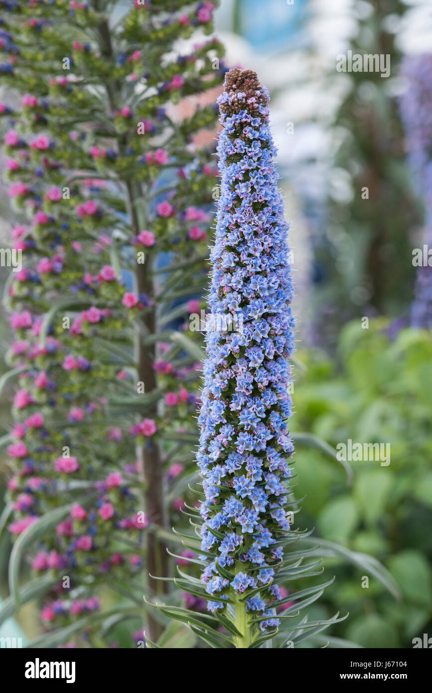 Echium candicans. Pride of Madeira flower spike Stock Photo - Alamy