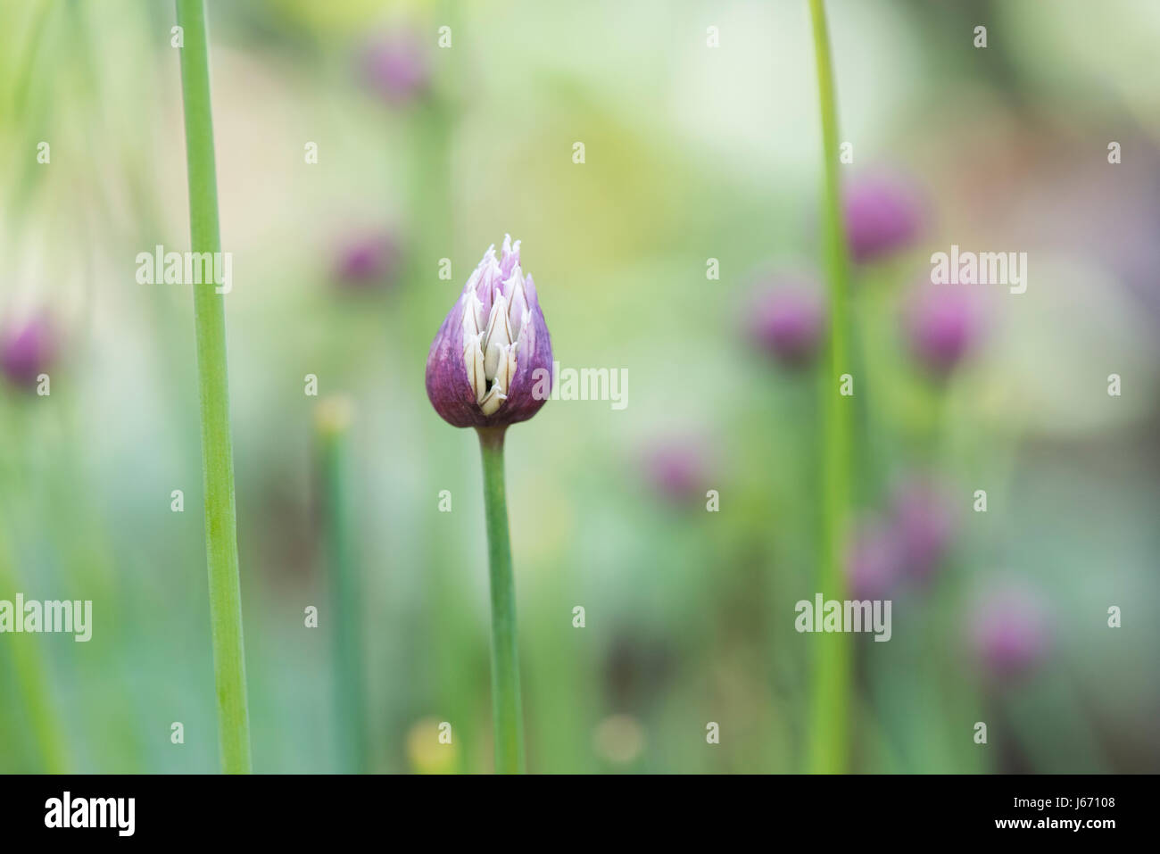 Allium choenoprasum, Chive flower buds opening on a display at a flower ...