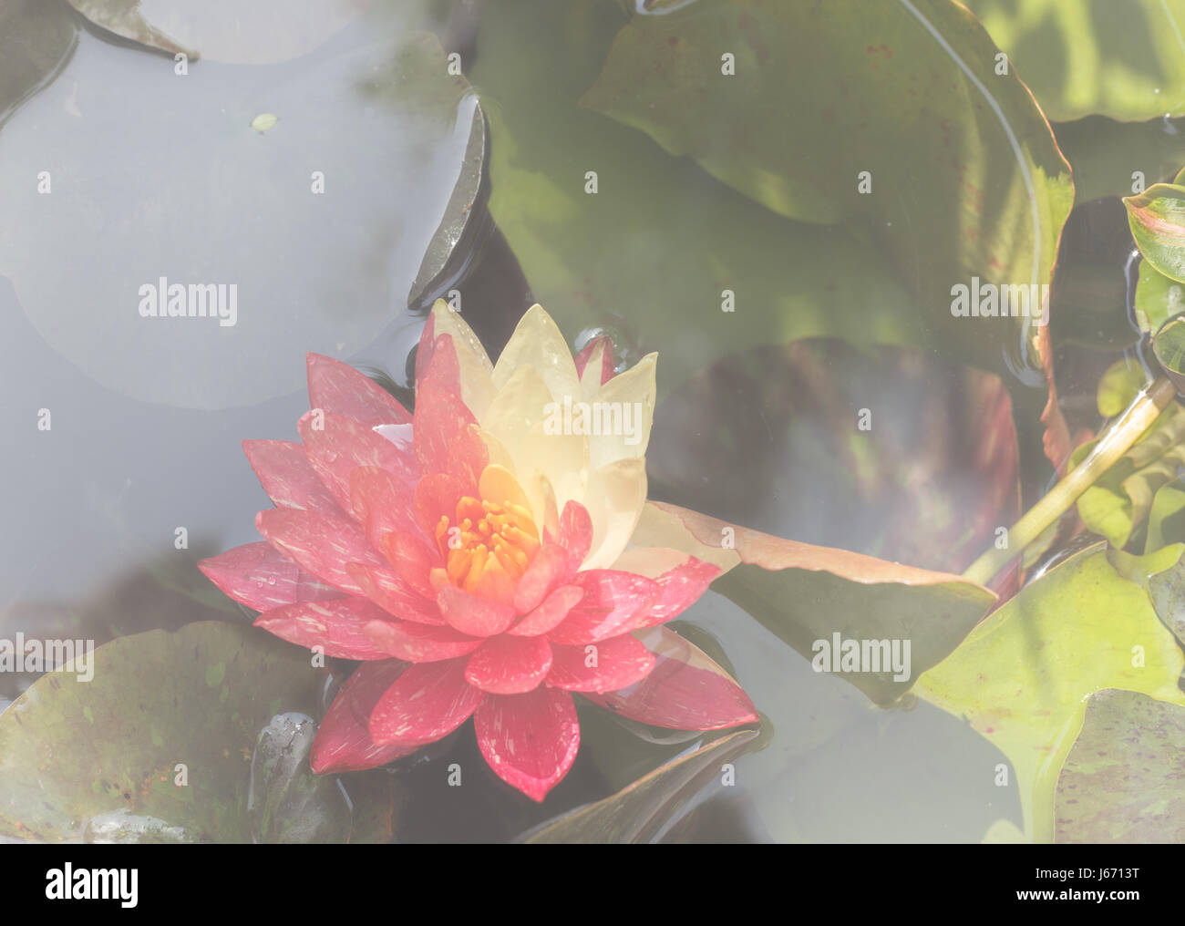 A beautiful sleeping lotus bloomed in the sunshine Stock Photo - Alamy