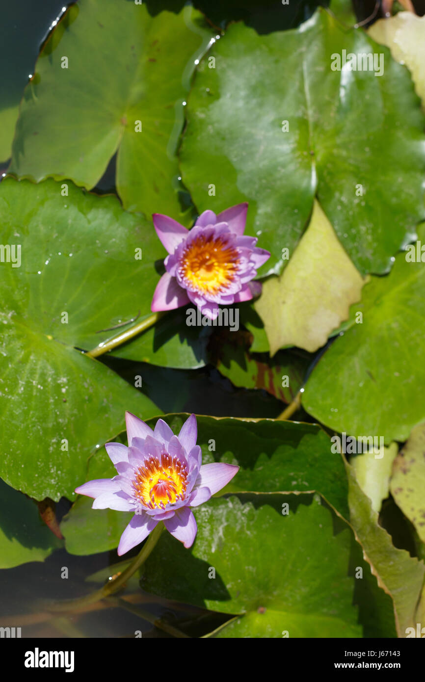 beautiful sleeping lotus bloomed in the sunshine Stock Photo - Alamy