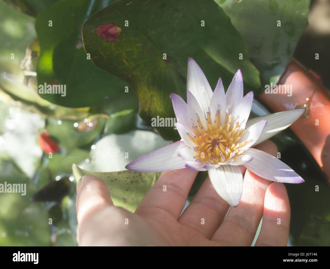 A beautiful sleeping lotus bloomed in the sunshine Stock Photo - Alamy