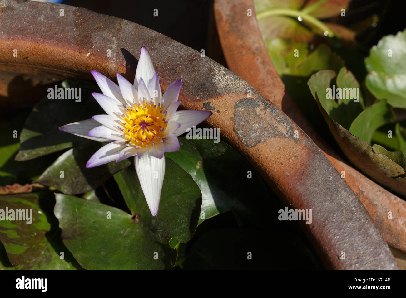 A beautiful sleeping lotus bloomed in the sunshine Stock Photo - Alamy