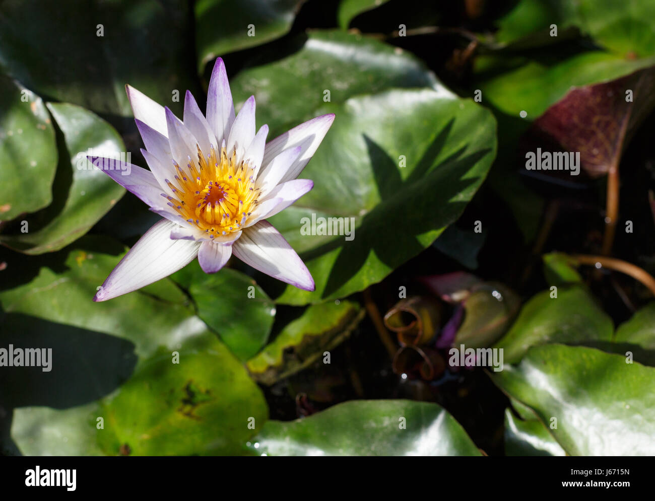 A beautiful sleeping lotus bloomed in the sunshine Stock Photo - Alamy