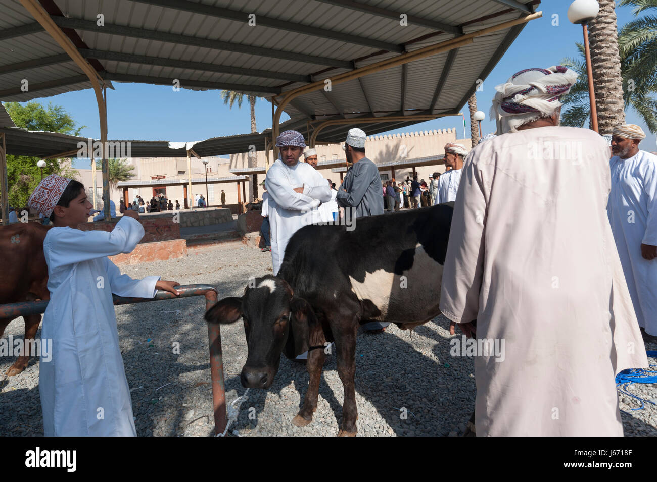 Nizwa cattle market, Oman Stock Photo - Alamy