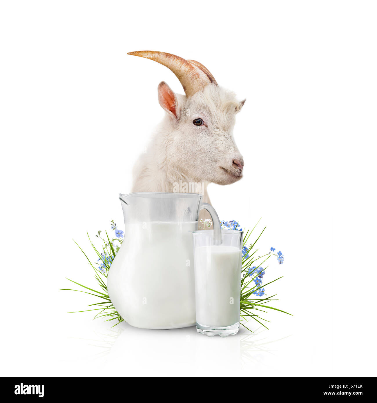 Glass of milk and goat Stock Photo - Alamy