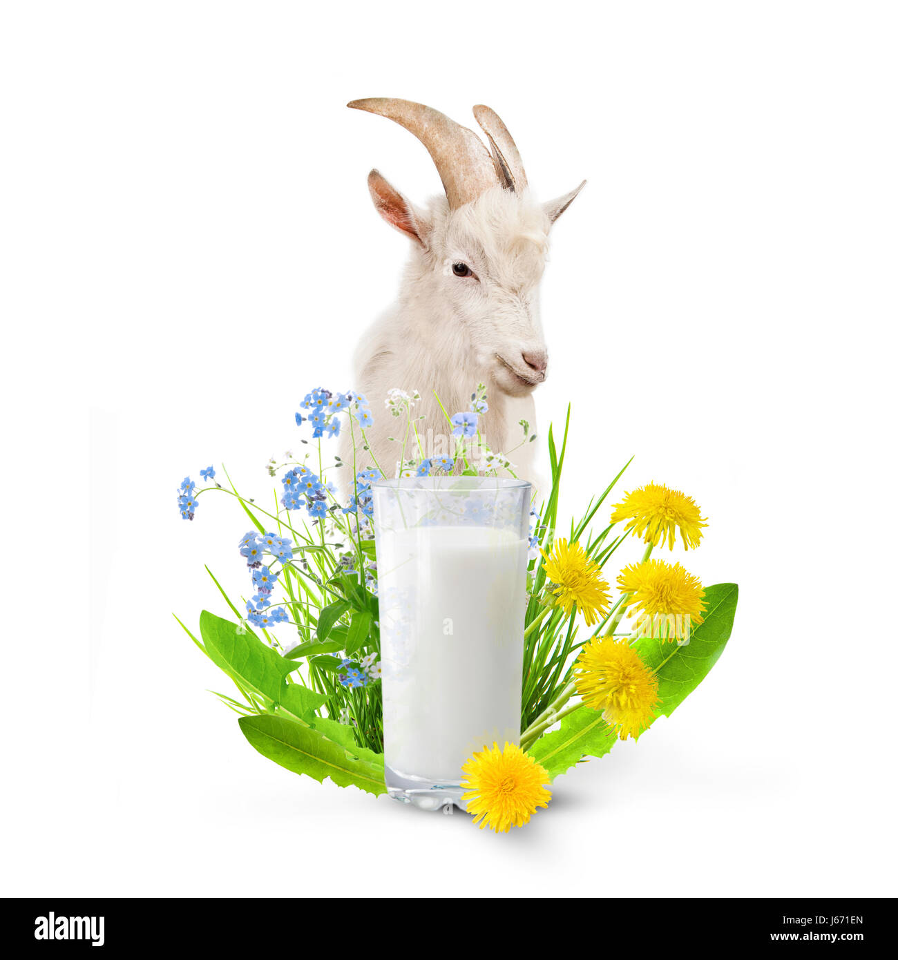 Glass of milk and goat Stock Photo - Alamy
