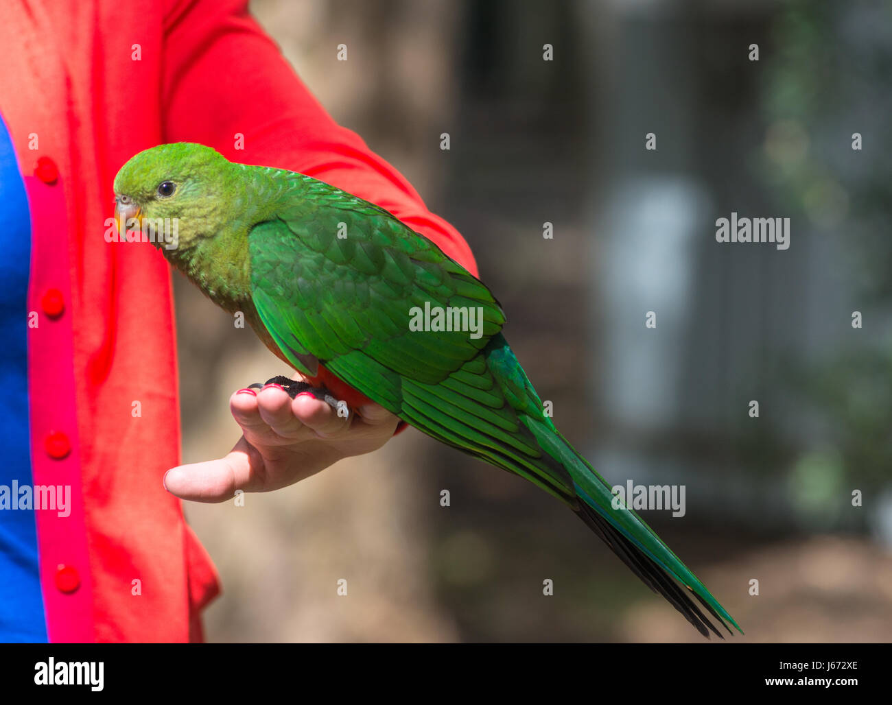 Female red winged parrot flies down from the trees and lands on tourist ...