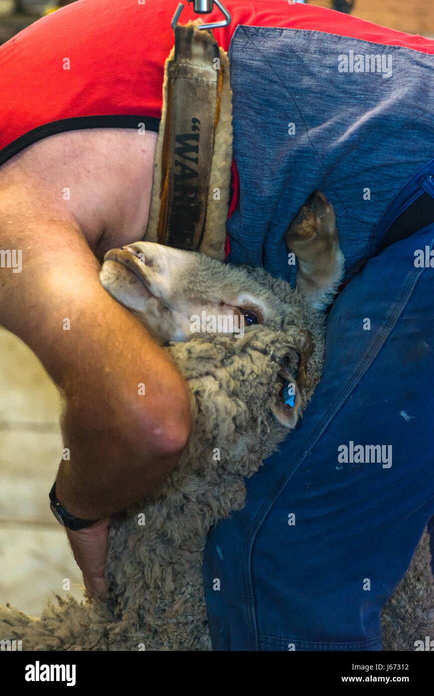Australian sheep up close hi-res stock photography and images - Alamy