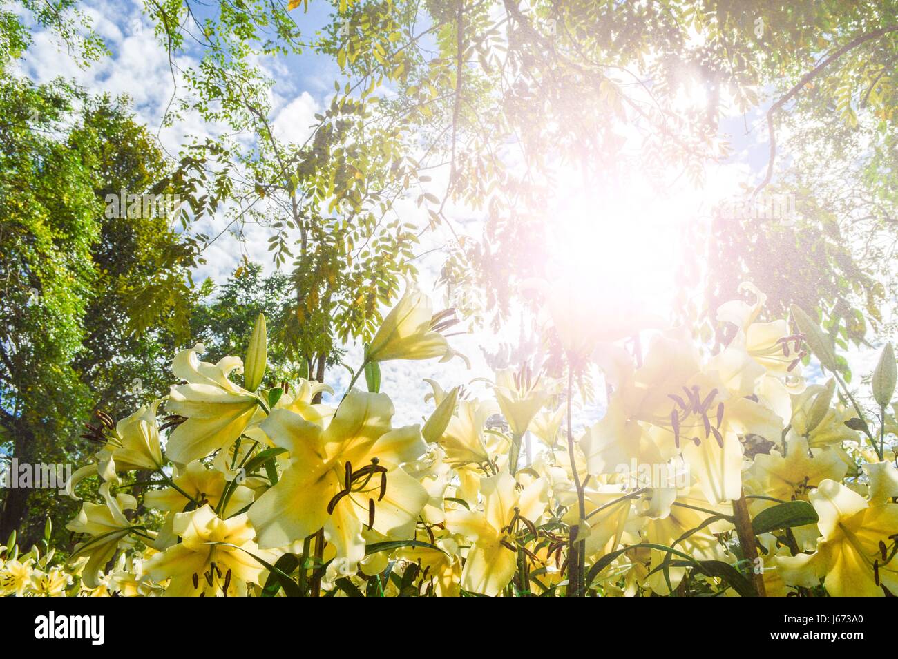 Lily, Tree, Cloud and Sun Stock Photo - Alamy