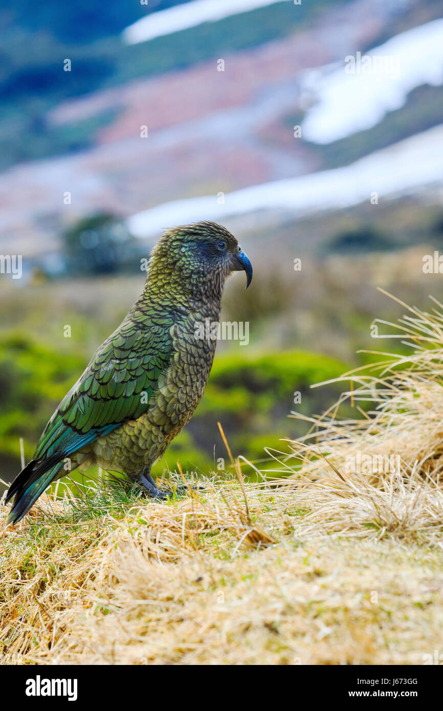 close up beautiful color feather ,plumage of kea birds with blur ...
