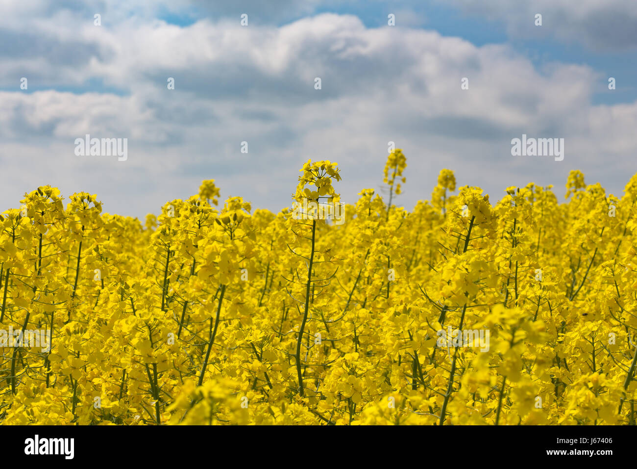Rapeseed oil, fields of gold Stock Photo - Alamy
