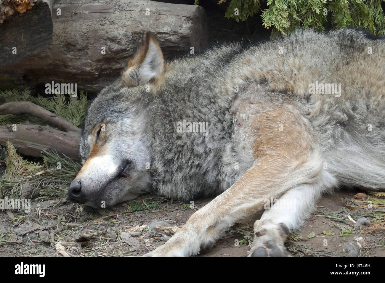 European Grey Wolf - Sleeping Stock Photo - Alamy