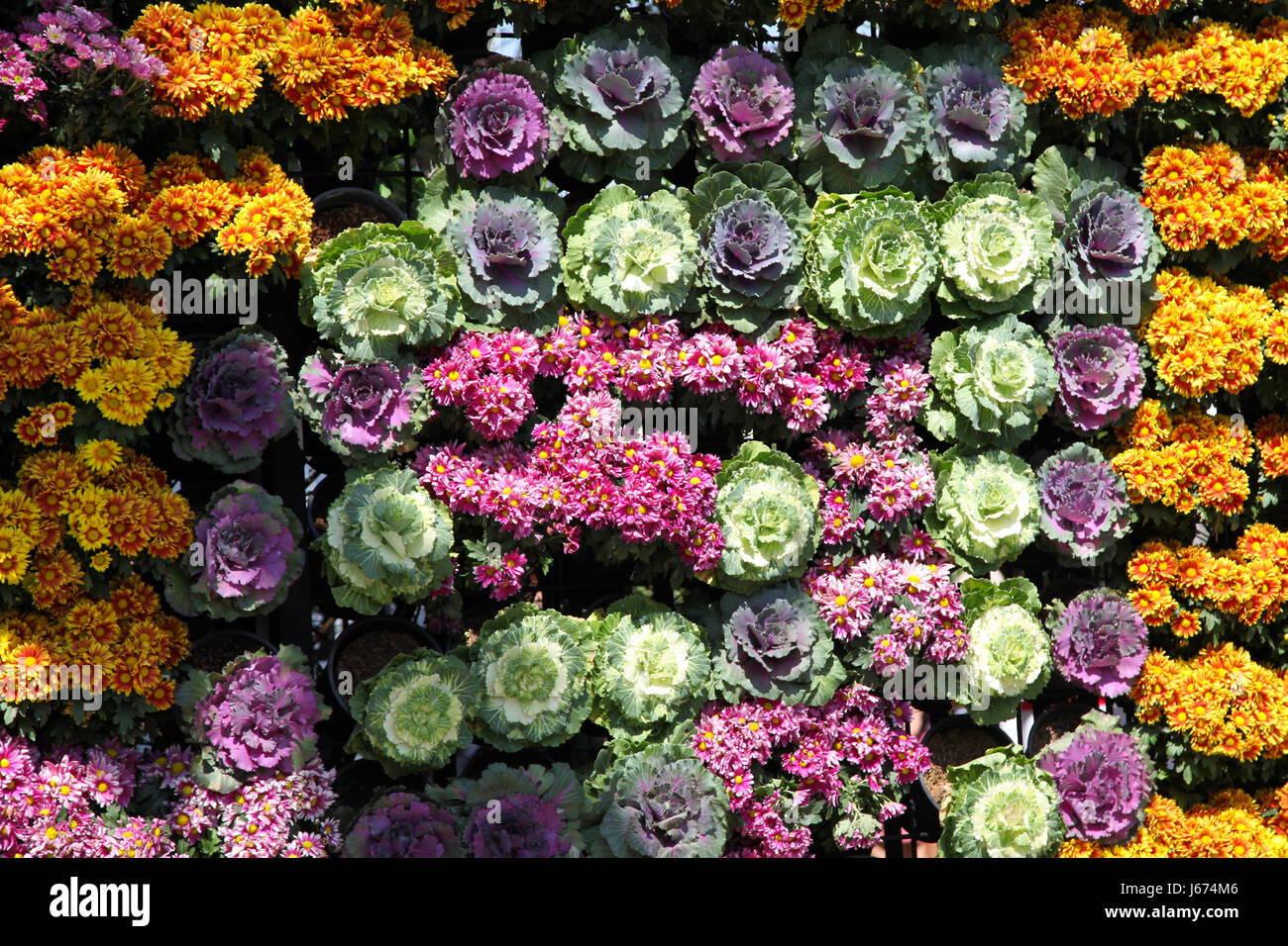 Bright colorful multicolored flowers, Thailand, Southeast Asia Stock ...
