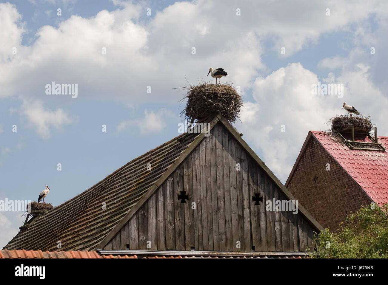 bird birds nest storks migrant birds of passage bird birds brood nest roofs Stock Photo - Alamy