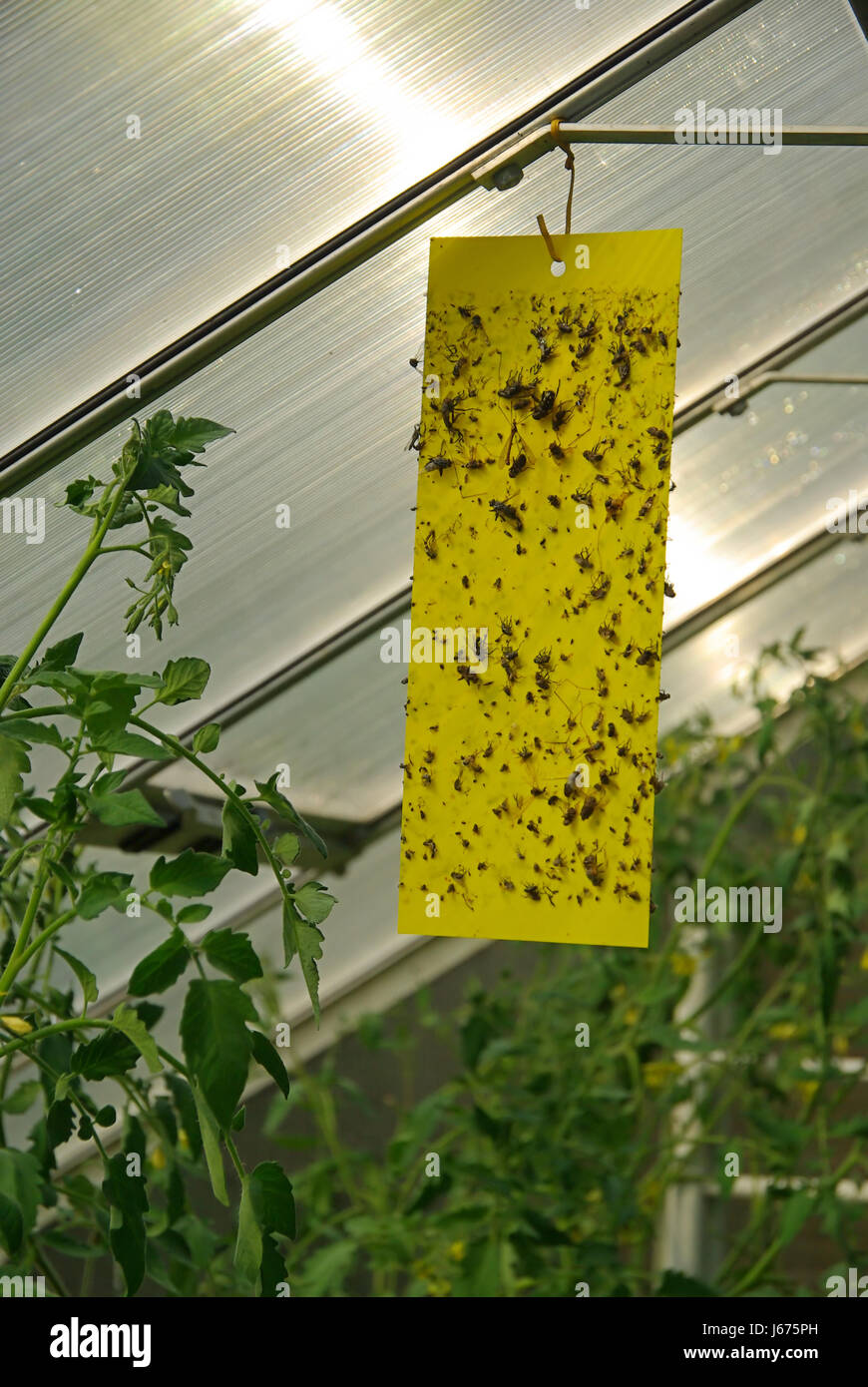 insect poison conservatory glasshouse louse cootie leaf death garden ...