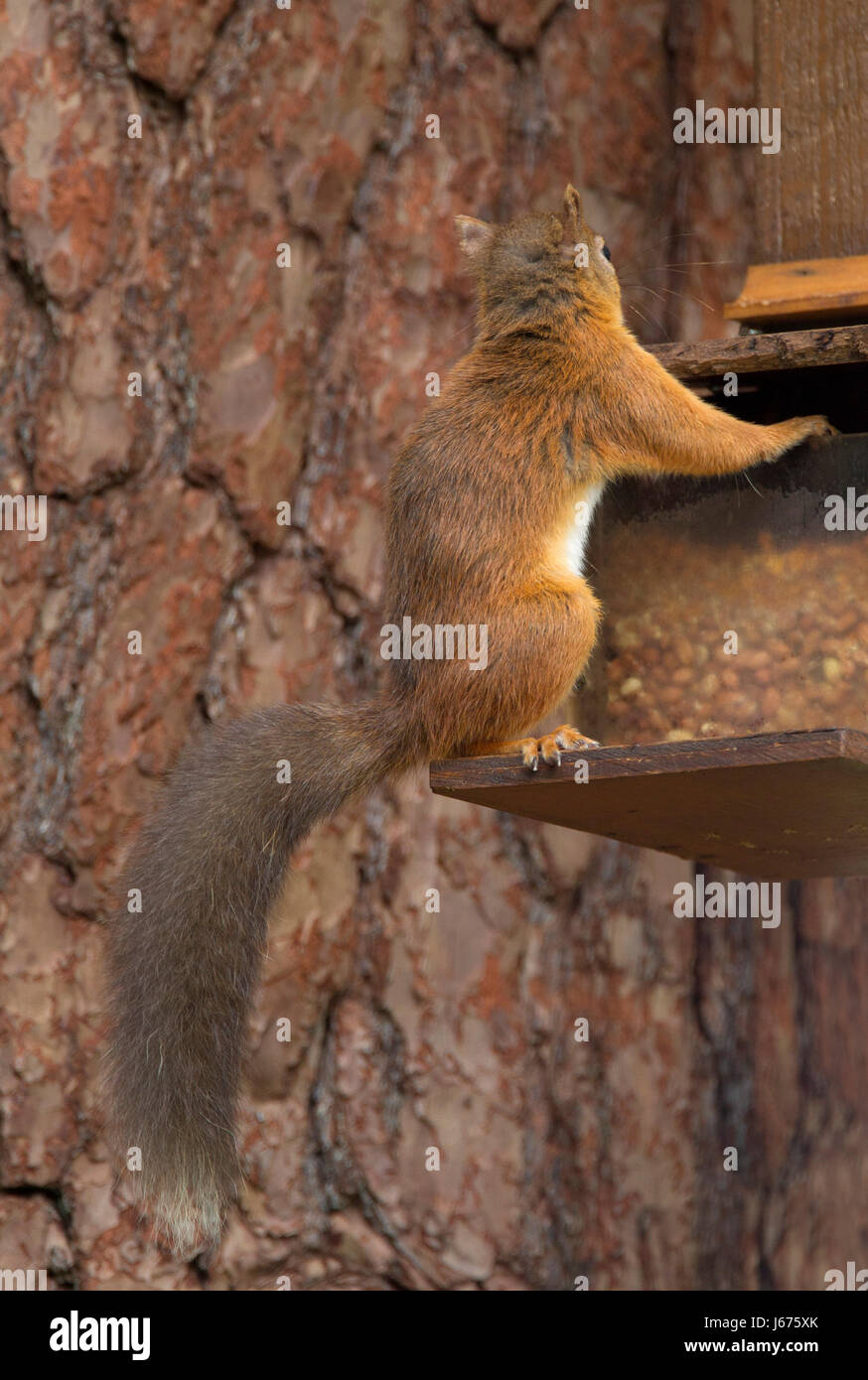 Rear view of Red Squirrel, Sciurus vulgaris, single adult opening lid ...