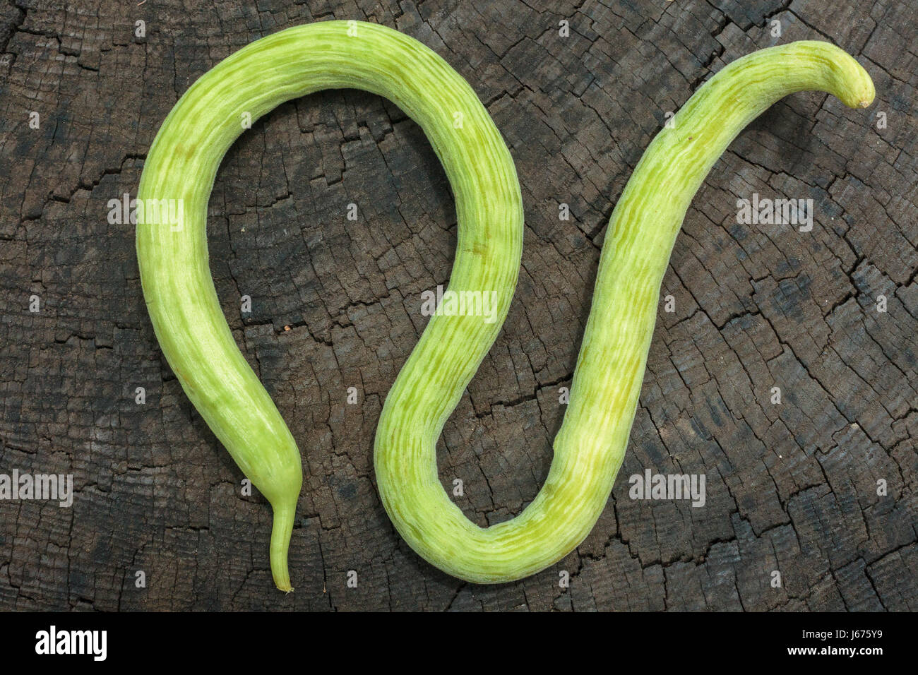 Raw snake melon on a tree stump background Stock Photo - Alamy