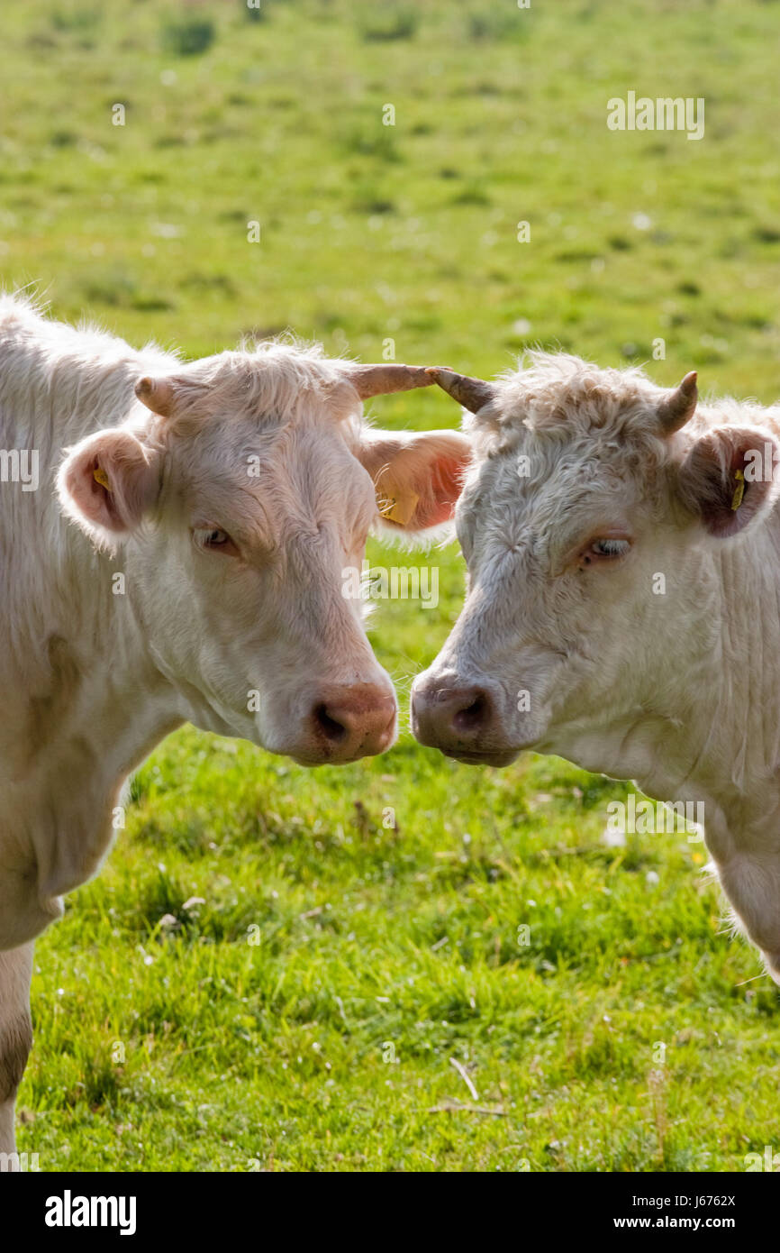 animal agriculture farming cow cows cattle meadow scenery countryside ...