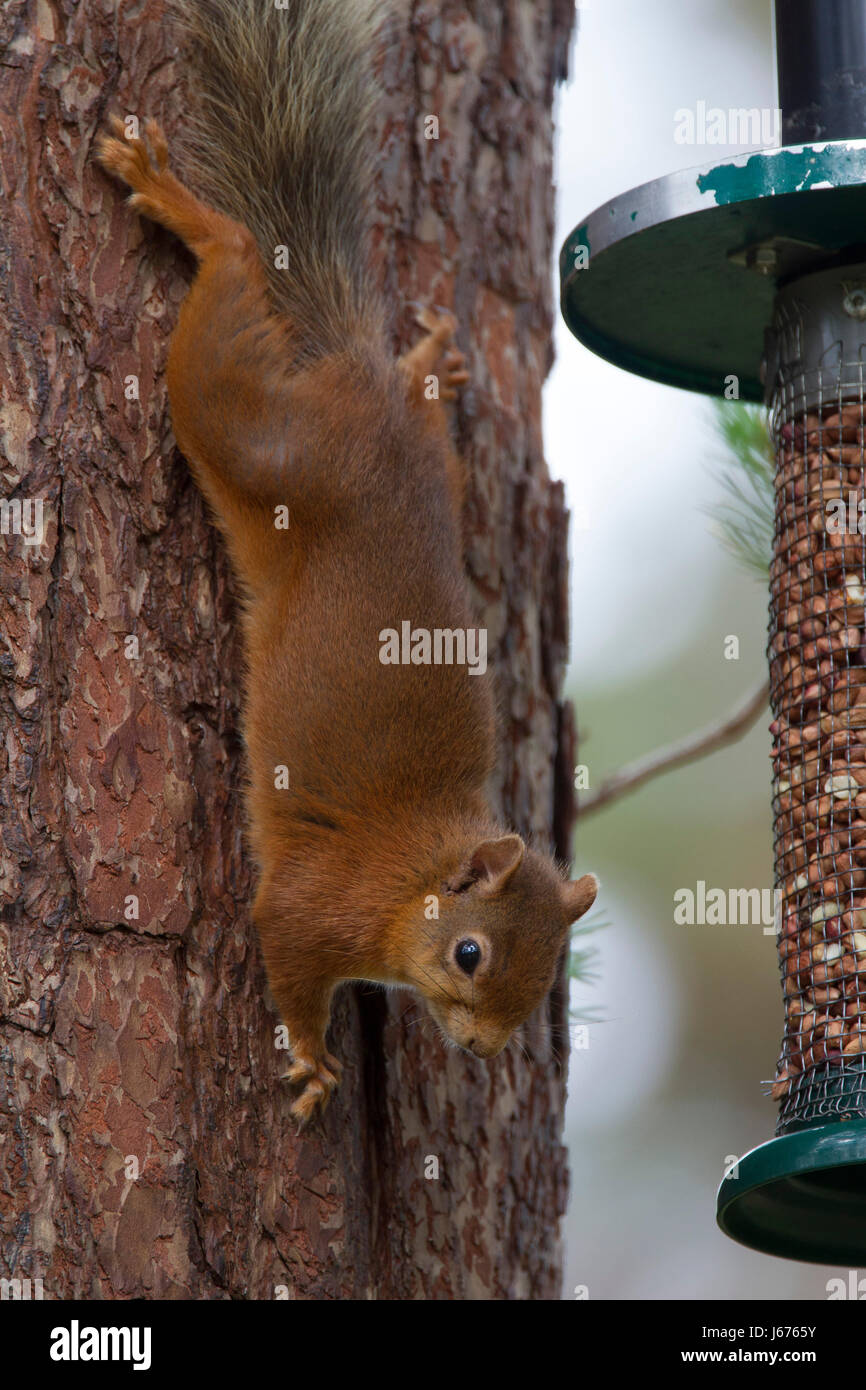 Red Squirrel, Sciurus vulgaris, single adult hanging upside down on ...