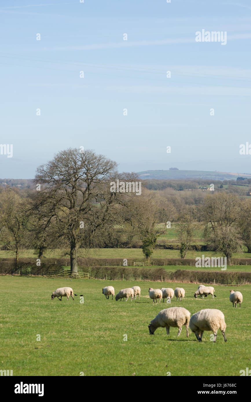 A rural view of sheep grazing in the countryside, Broadwell, (between ...