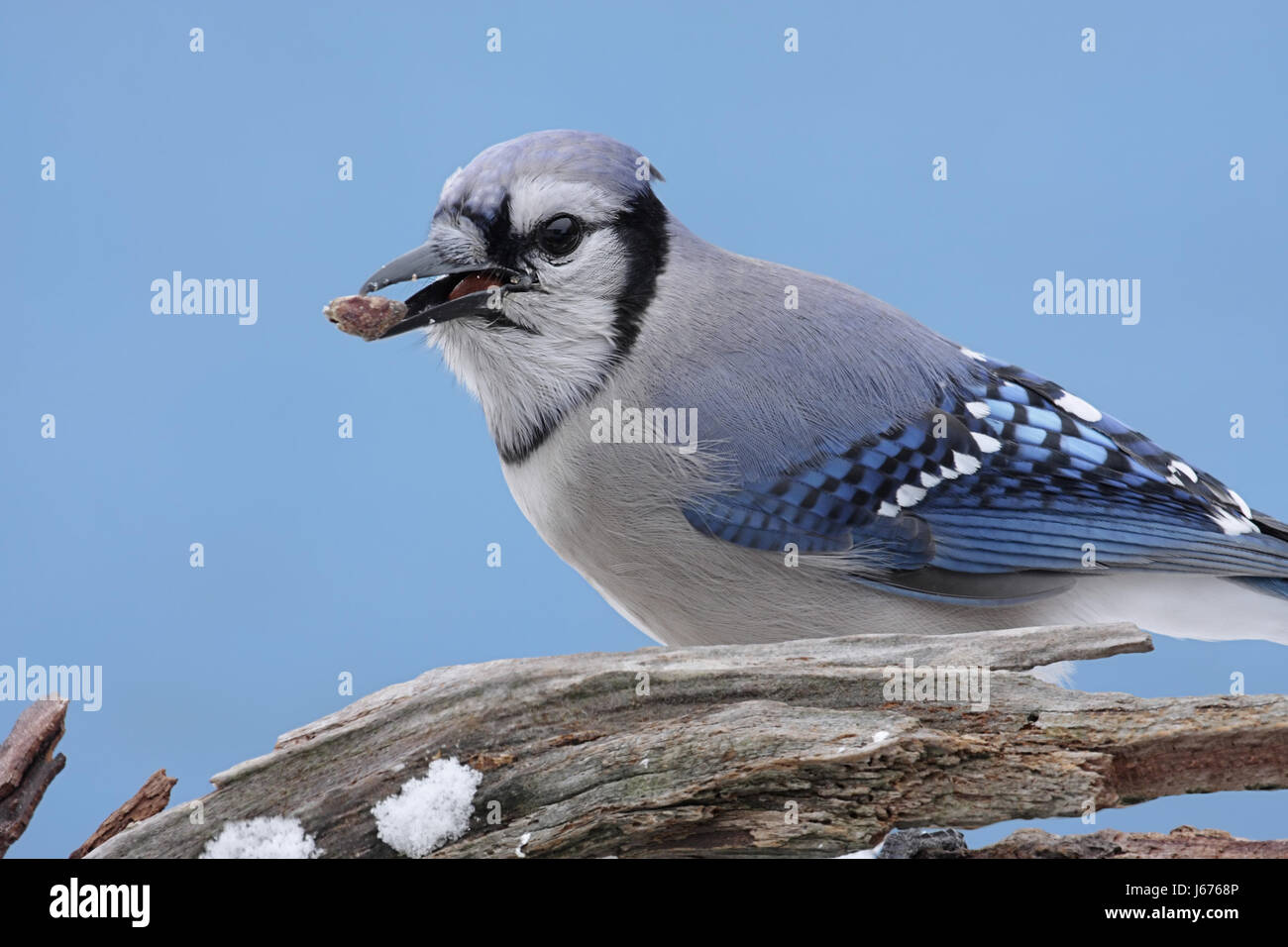 blue winter bird snow coke cocaine material drug anaesthetic addictive ...