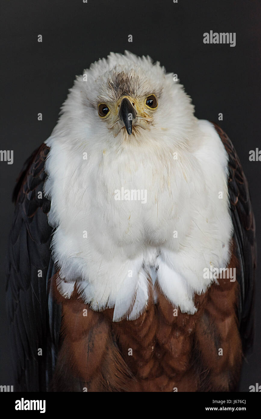 African fish eagle portrait hi-res stock photography and images - Alamy