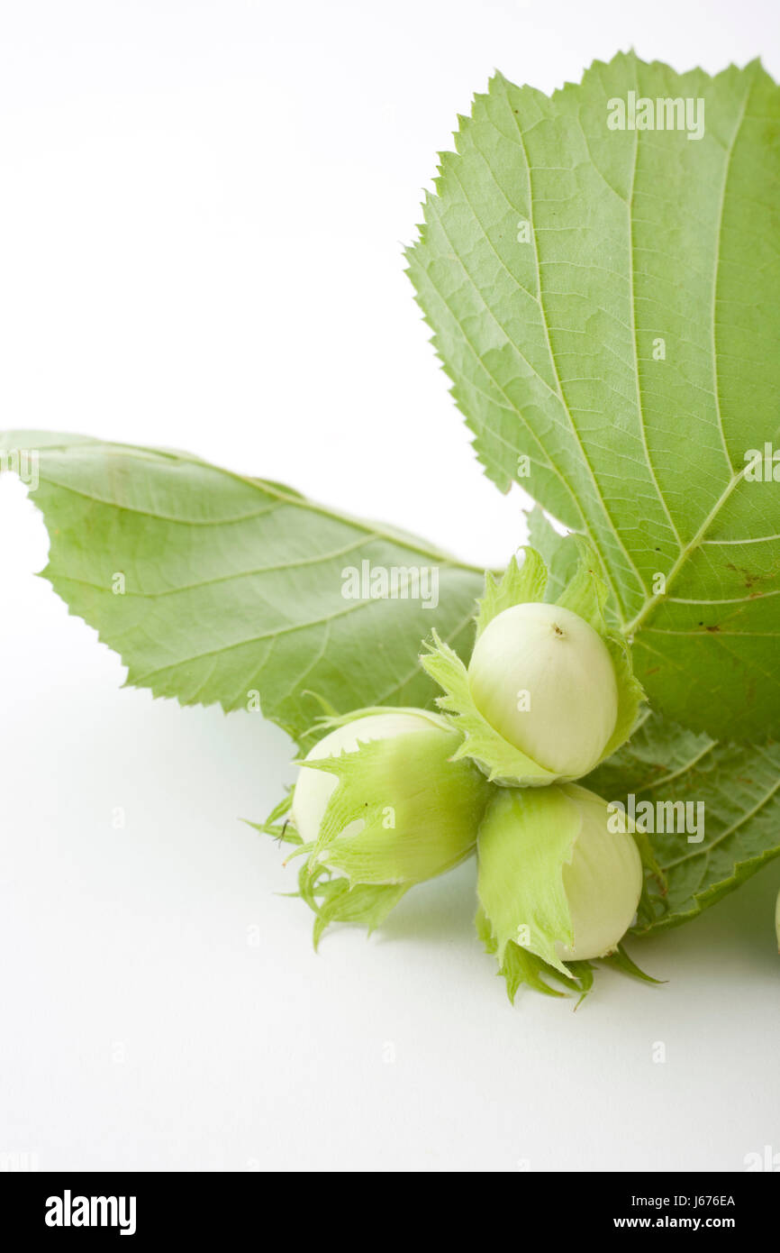 progenies fruits fruit nuts filberts hazel progenies fruits fruit shrub ...