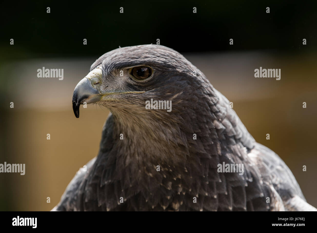 Chilean blue eagle hi-res stock photography and images - Alamy