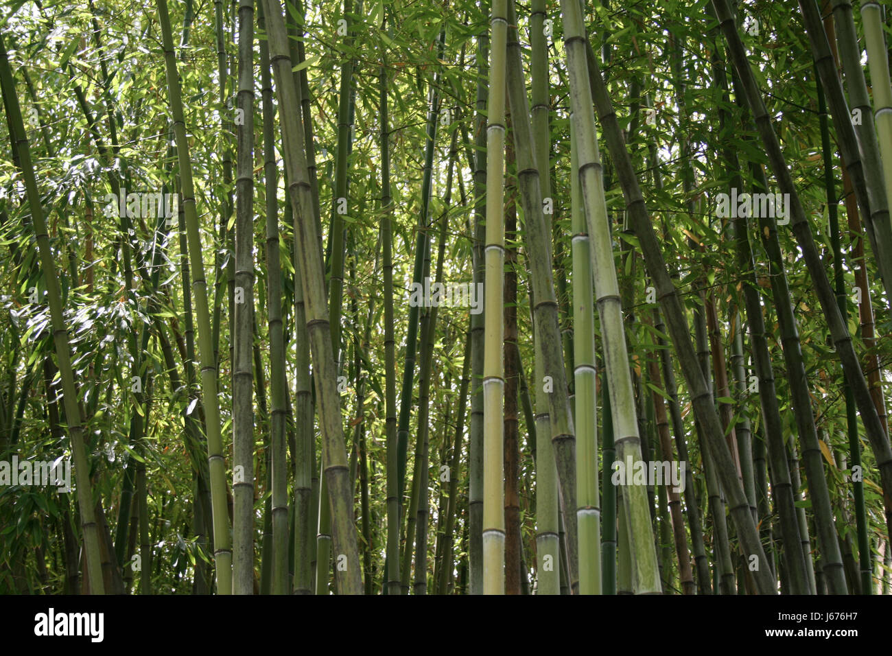 garden green botany bamboo grow gardens plant culture garden green ...