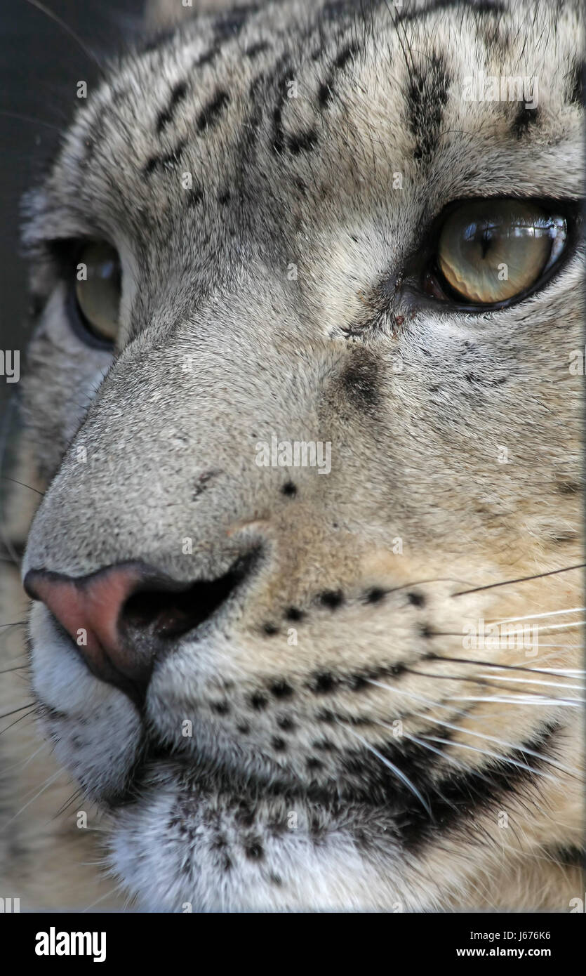 animal eye organ big cat feline predator predator cat leopard nature ...
