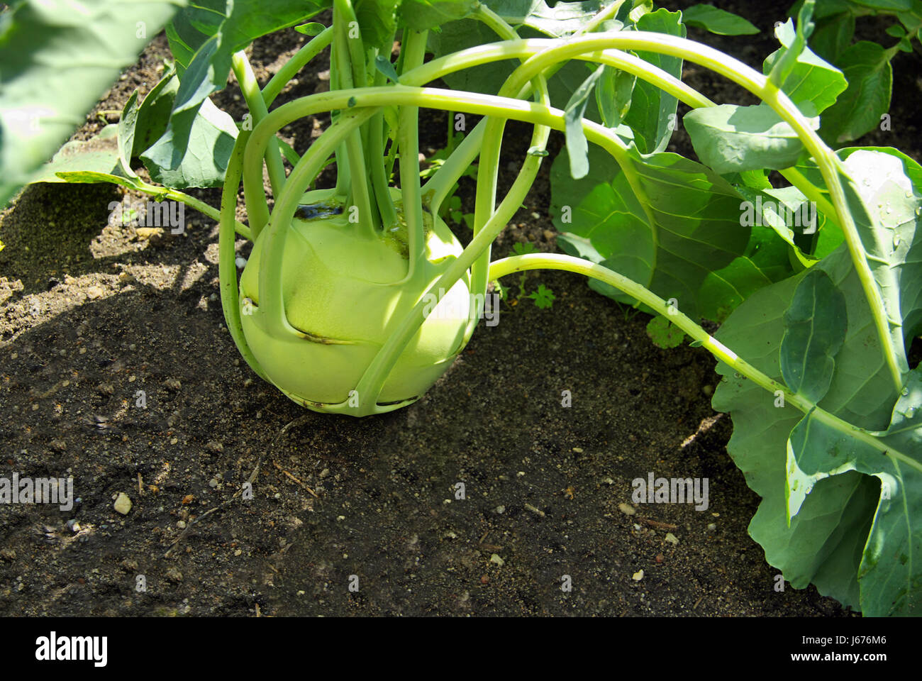 kohlrabi - turnip cabbage 02 Stock Photo - Alamy