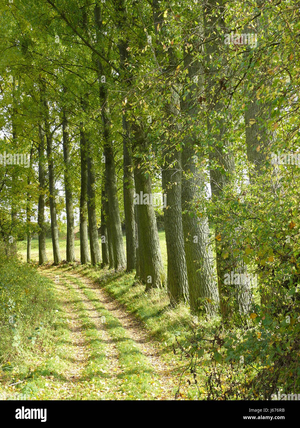 tree trees direction avenue road way path way nature green dirt road ...