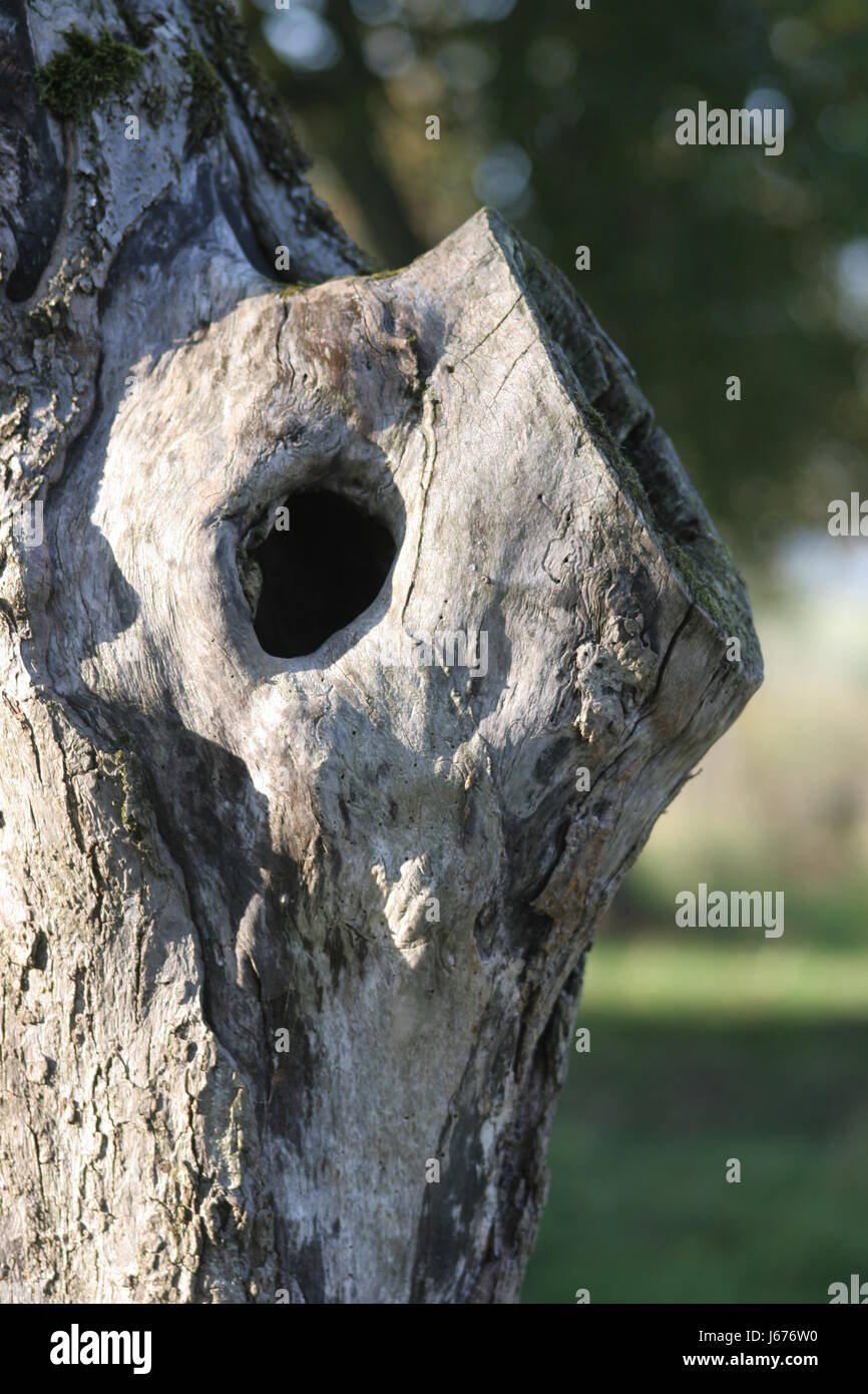 tree apple tree branch knothole tree green cave apple tree branch bark ...