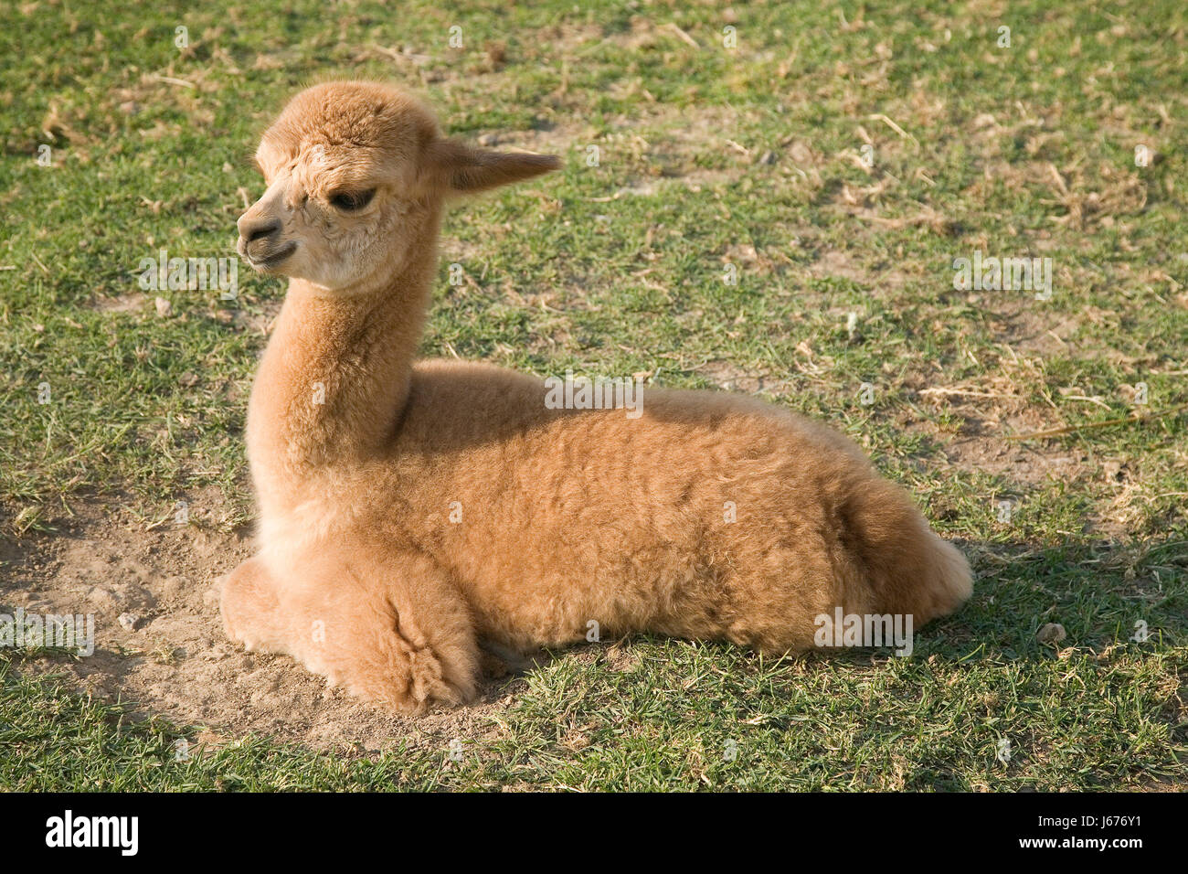 animals lie lying lies wool mammals south america young animal alpaca ...