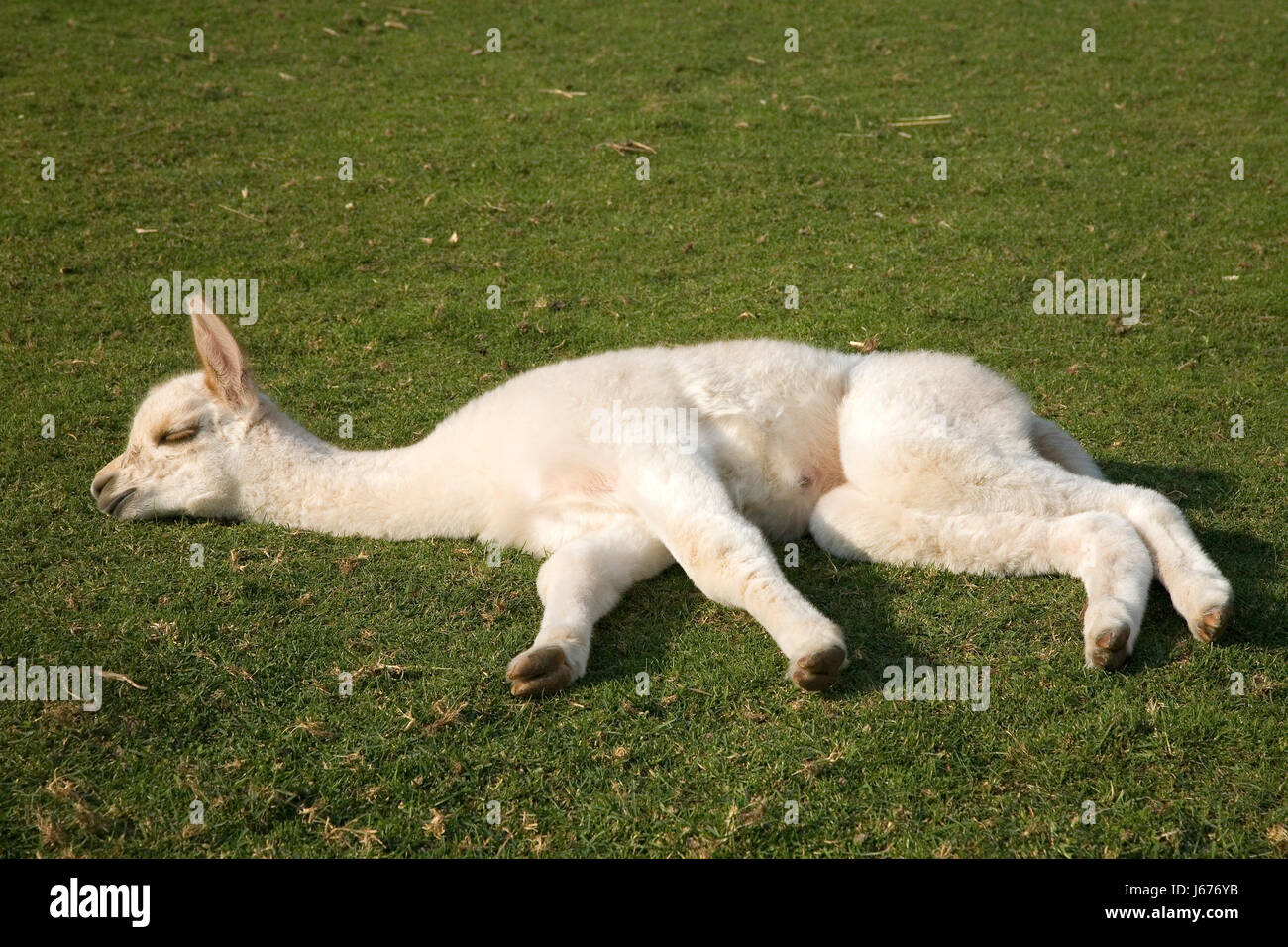 mammal animals blank european caucasian soft skin south america young ...