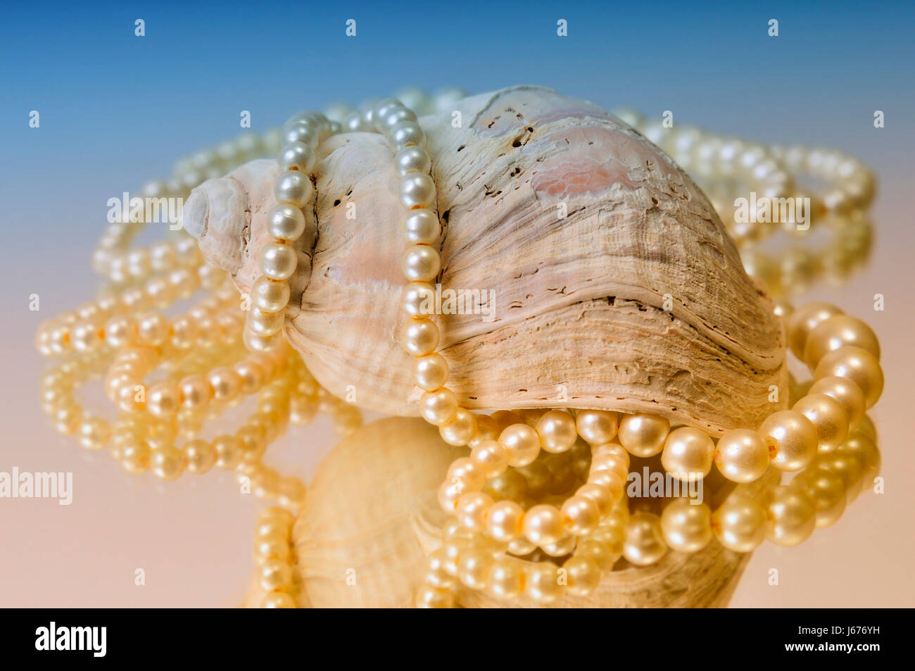 shell jewelry jewellery chain snail pearl pearl necklet fashion shell ...