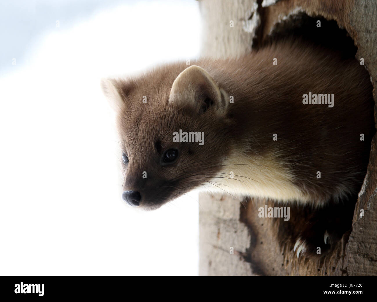 tree cave marten baum marten cave shy predator marten cliff dweller ...