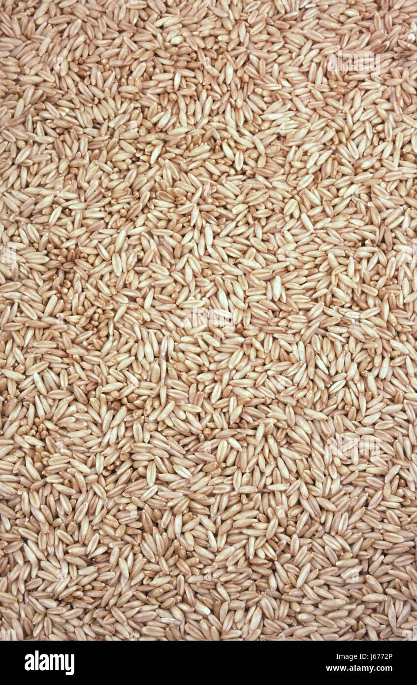 seed emblements seeds cereal backdrop background grain macro close-up ...