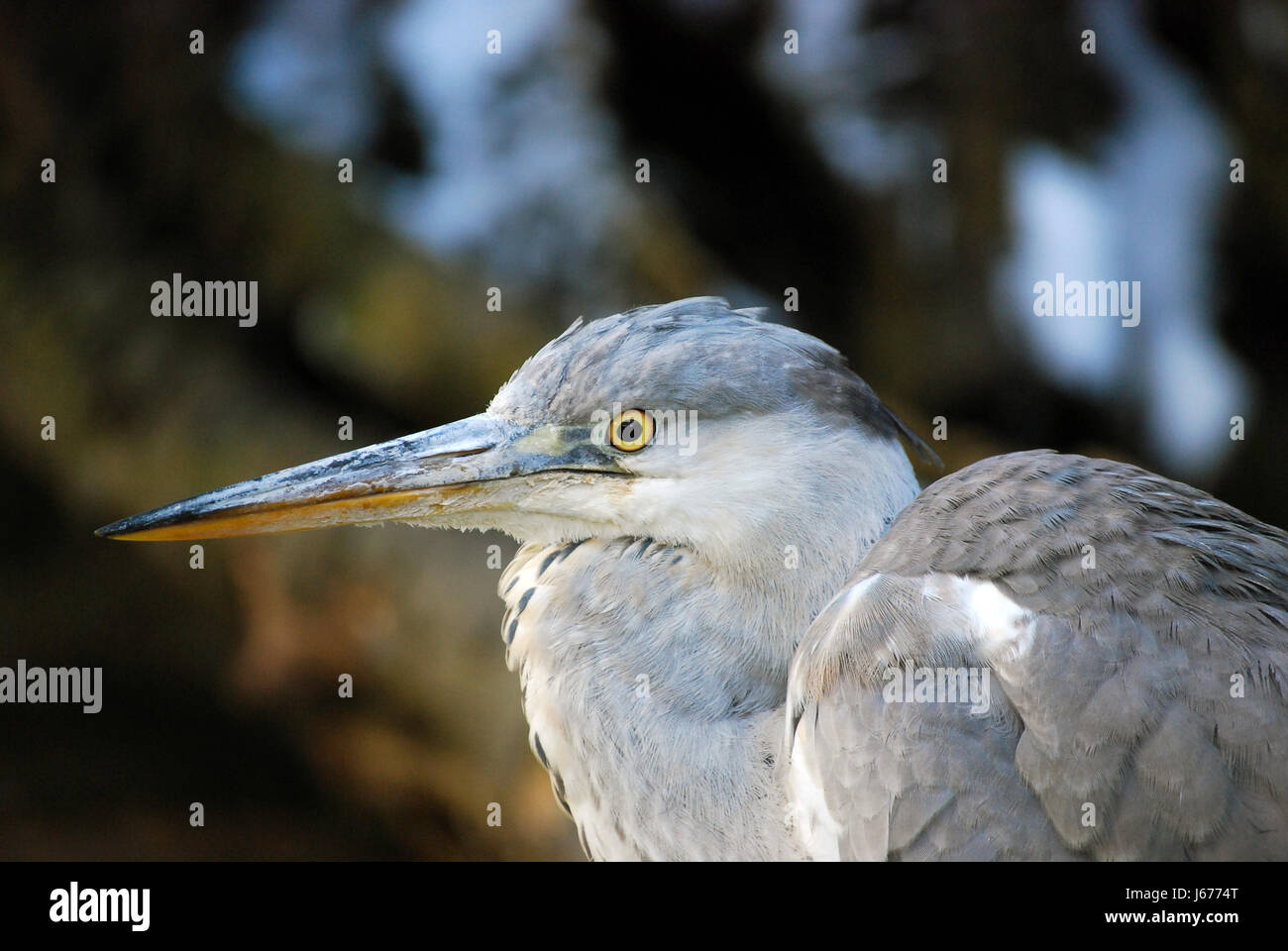 bird birds to gorge engulf devour heron grey gray bird fish birds ...