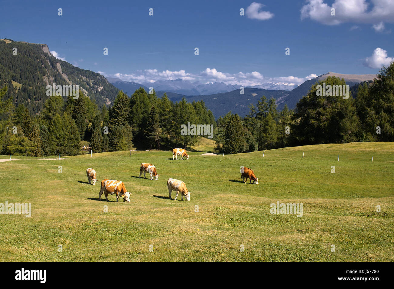 agriculture farming alps alp south tyrol cow meadow holiday vacation ...