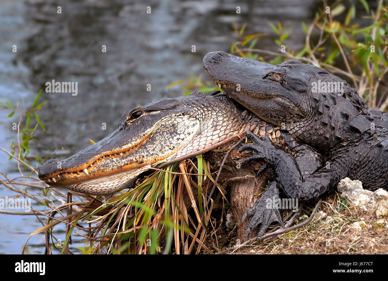 reptile crocodile saurian alligator dangerous danger swamp nest ...
