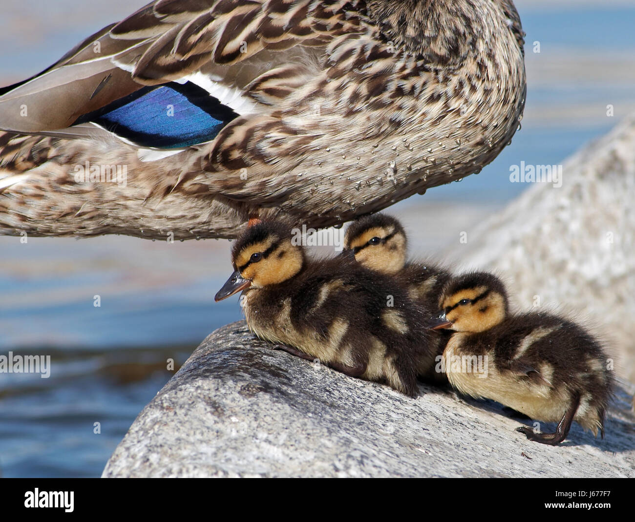 animals duck duckling emotion young younger detail animal bird animals ...