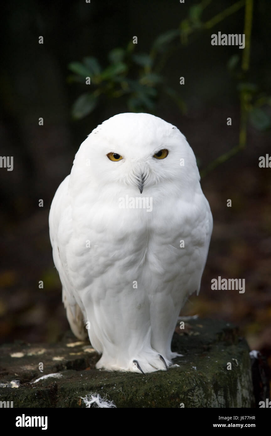 animal bird portrait snow coke cocaine material drug anaesthetic ...