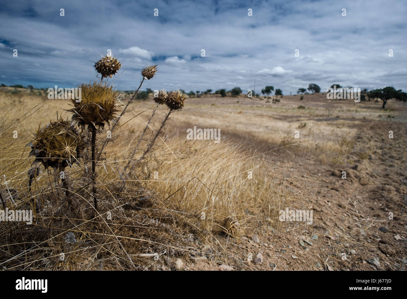 field thistle brushwood slim arid sligth lean gaunt thin scenery ...