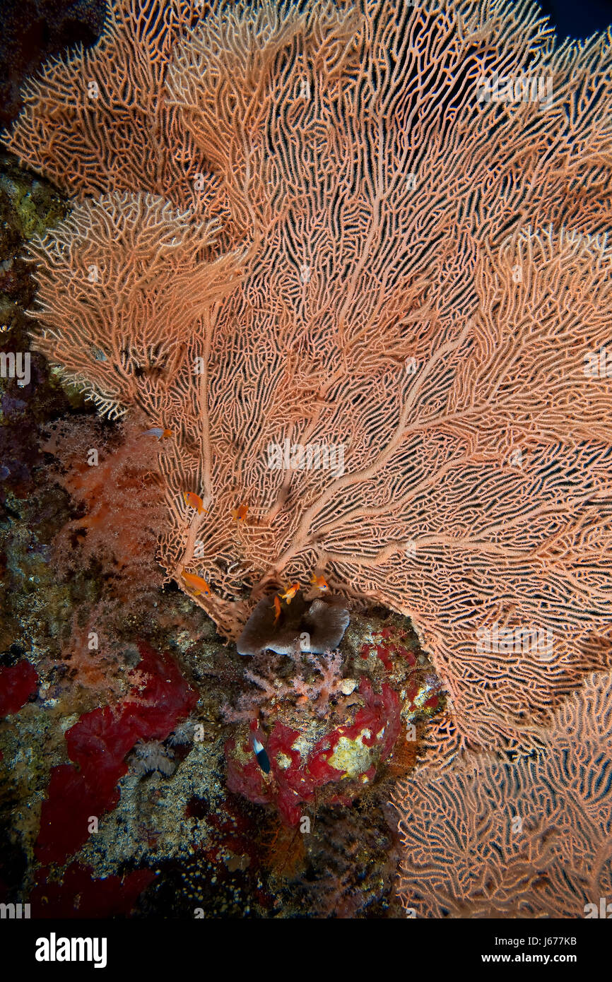 underwater tropical colorful salt water sea ocean water blue beautiful ...