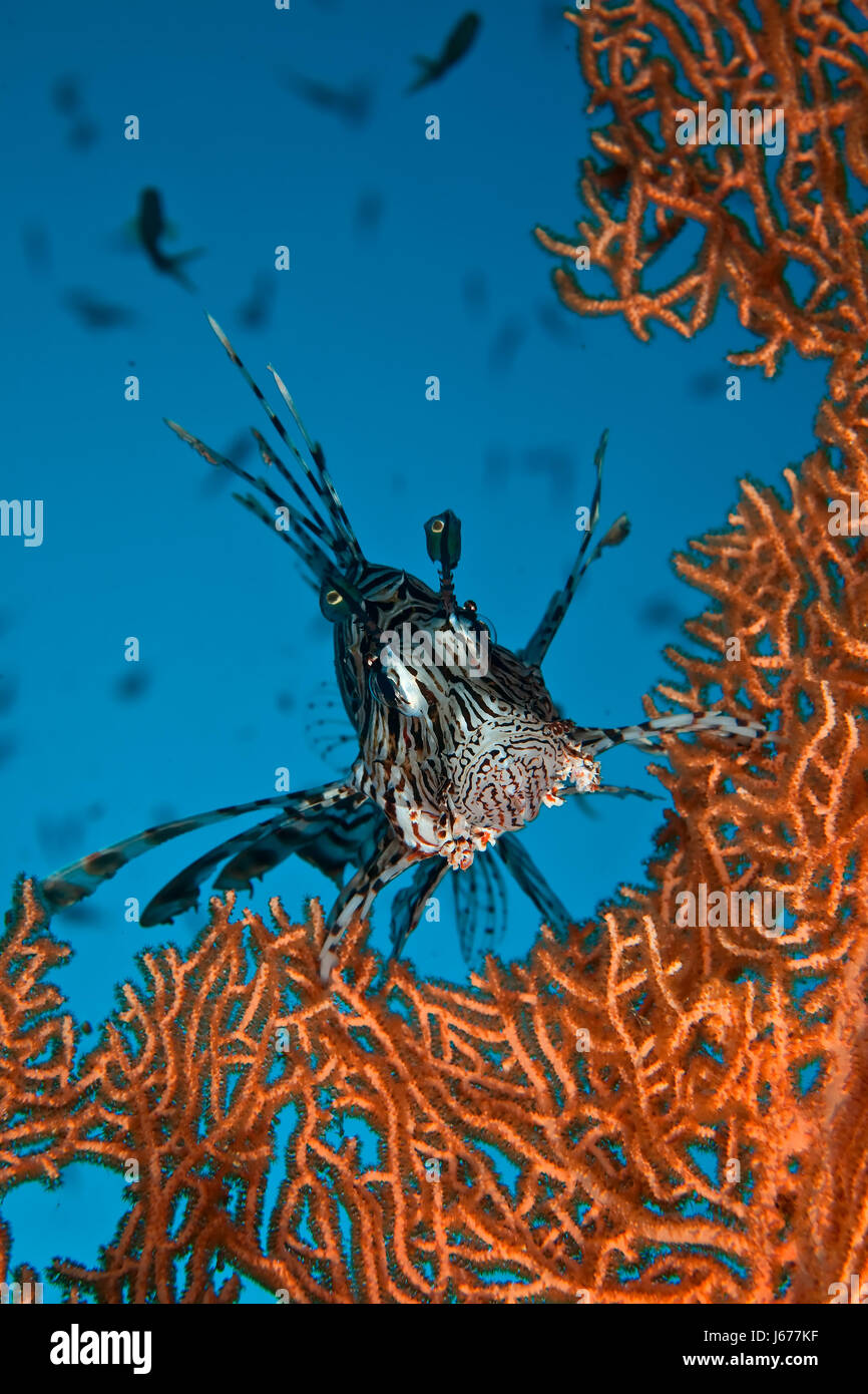 underwater tropical colorful salt water sea ocean water blue beautiful ...