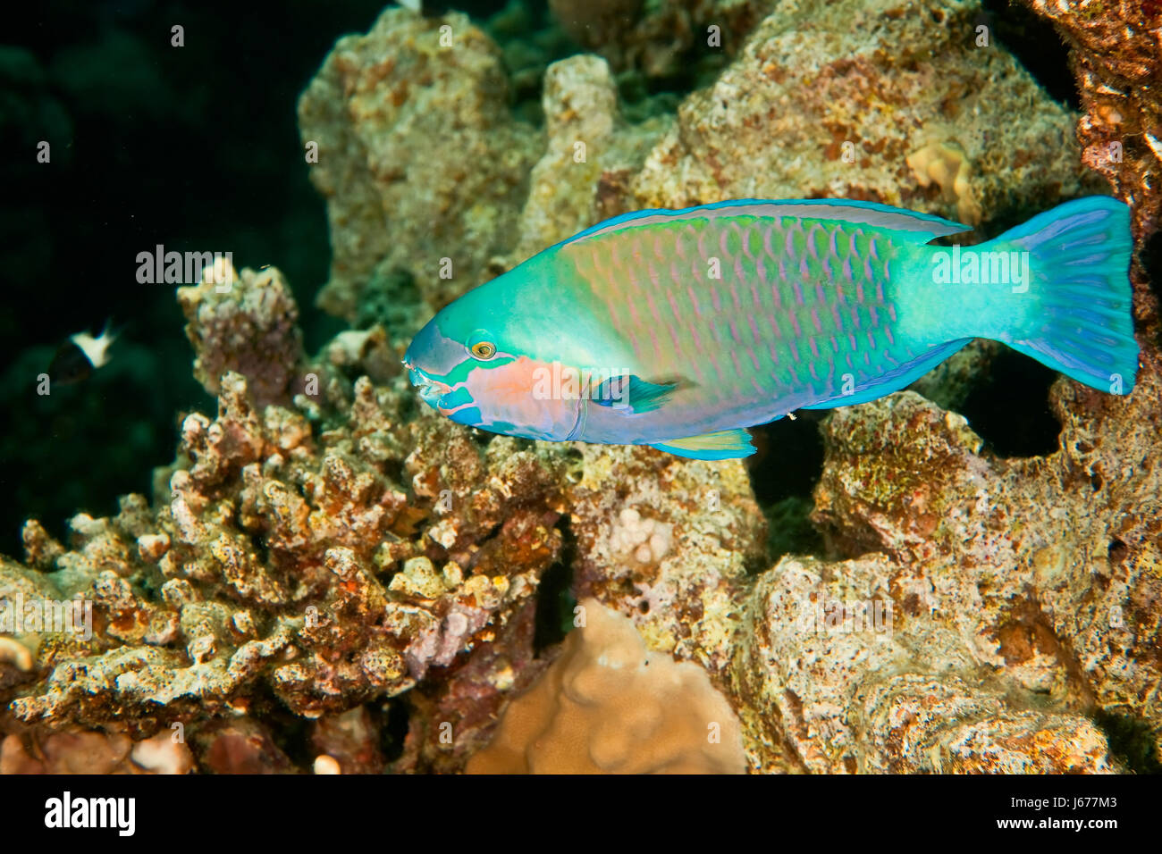 underwater tropical colorful salt water sea ocean water blue beautiful ...